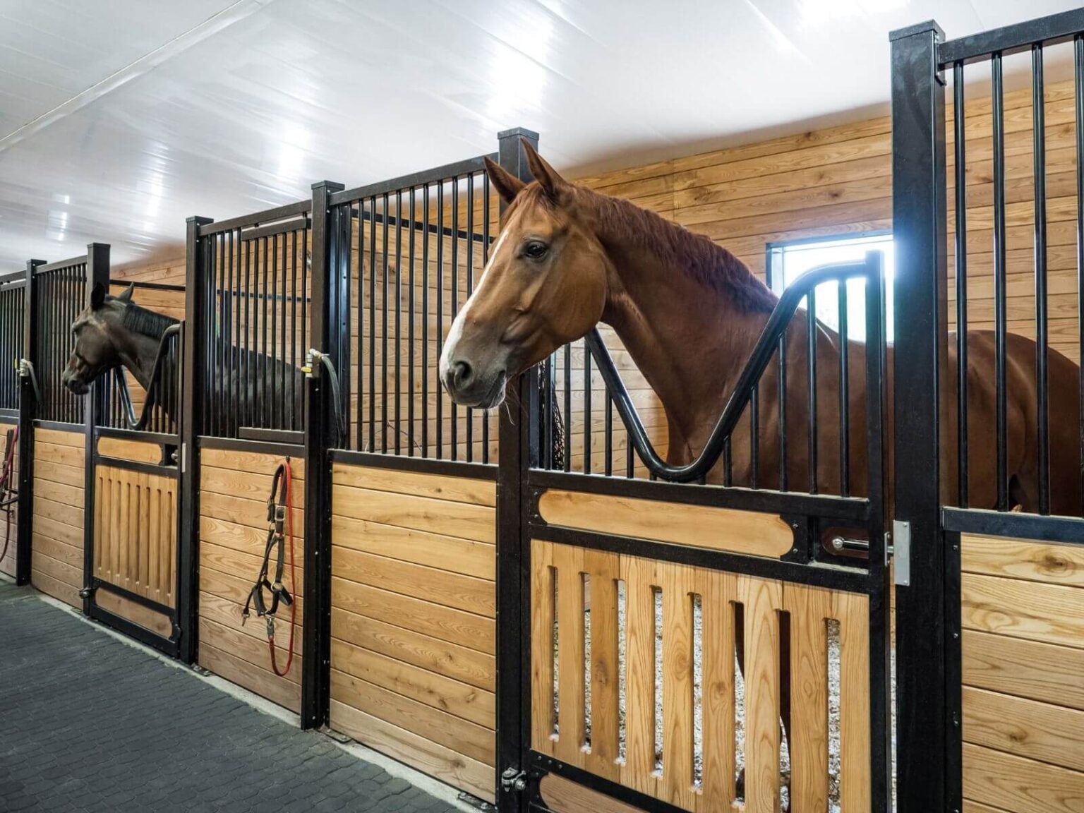 System Equine – Fencing, Stalls, Tack & Horse Equipment